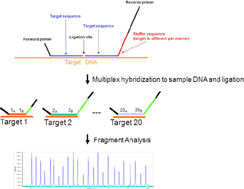 Figure 1 from MULTIPLEX LIGATION-DEPENDENT PROBE AMPLIFICATION (MLPA ...