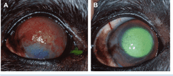Figure 10 from Immune-mediated canine and feline keratitis. | Semantic ...
