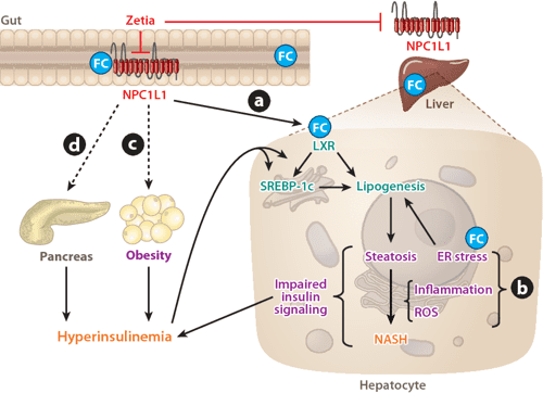 Figure 3 from Niemann-pick C1-like 1 (NPC1L1) protein in intestinal and ...