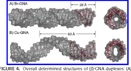Table 1 from Synthesis and properties of the simplified nucleic acid ...