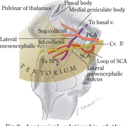 Figure 4 from Microsurgical Anatomy and Surgical Procedures for the ...