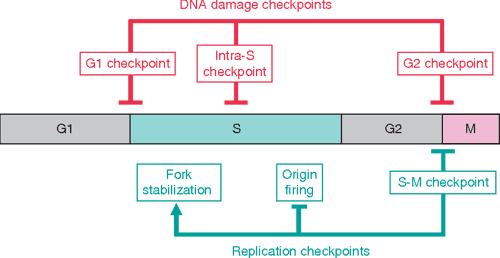 Figure 1 from The ATM-Chk2 and ATR-Chk1 pathways in DNA damage signaling and cancer. | Semantic ...