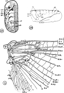 Figure 23 from Origin of the insect wing and wing articulation from the ...