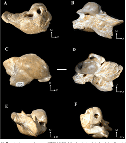 [PDF] Herpetocetus morrowi (Cetacea: Mysticeti), a new species of ...