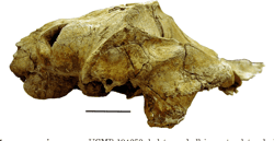 [PDF] Herpetocetus morrowi (Cetacea: Mysticeti), a new species of ...