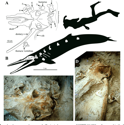 [PDF] Herpetocetus morrowi (Cetacea: Mysticeti), a new species of ...