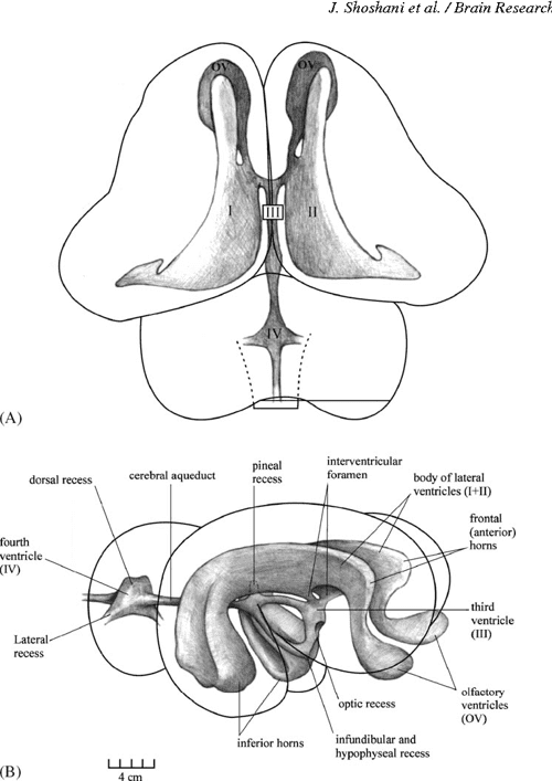 Figure 11 from Elephant brain Part I: Gross morphology, functions ...