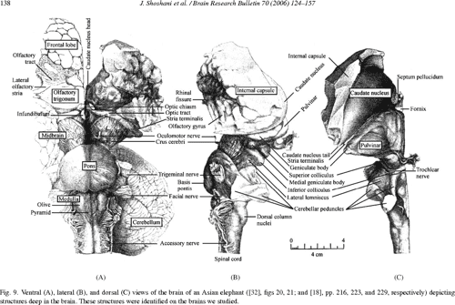 Figure 11 from Elephant brain Part I: Gross morphology, functions ...