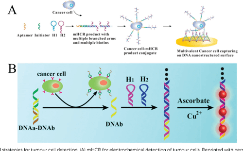 Hybridization Chain Reaction