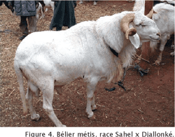 Techniques d'embouche ovine, choix de l'animal et durée | Semantic Scholar