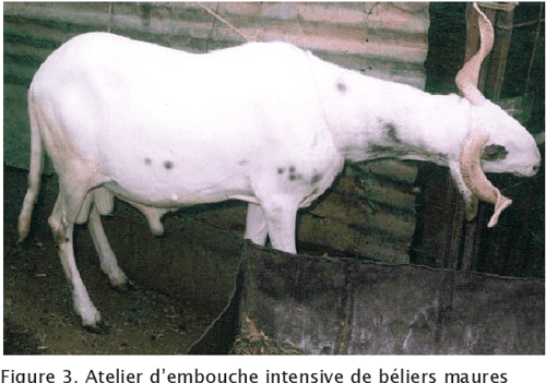 Techniques d'embouche ovine, choix de l'animal et durée | Semantic Scholar