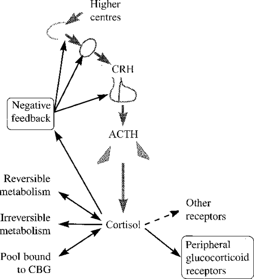 [PDF] 18 Cortisol Metabolism | Semantic Scholar