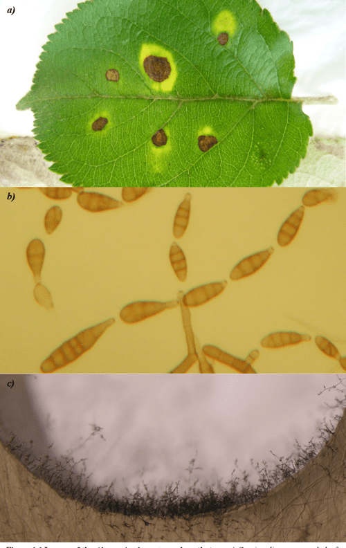 [PDF] Alternaria alternata leaf spot pathogens : genetics, evolutionary ...