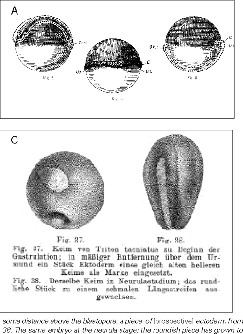 Figure 1 from Introducing the Spemann-Mangold organizer: experiments ...