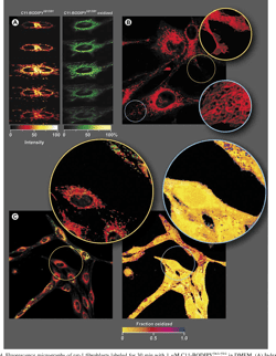 C11-BODIPY(581/591), an oxidation-sensitive fluorescent lipid ...