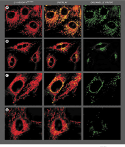 C11-BODIPY(581/591), an oxidation-sensitive fluorescent lipid ...