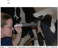 Figure 1 from Diagnosis of endometritis in postpartum dairy cows ...