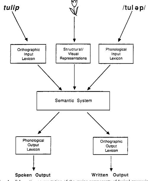 [PDF] Mechanisms for accessing lexical representations for output: Evidence from a category ...