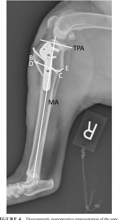 Modified cranial closing wedge ostectomy in 25 dogs | Semantic Scholar