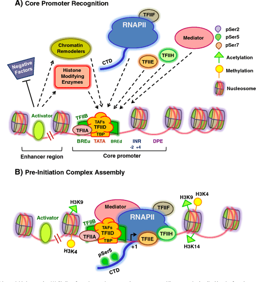 Figure 3 from The transcription cycle in eukaryotes: from productive ...