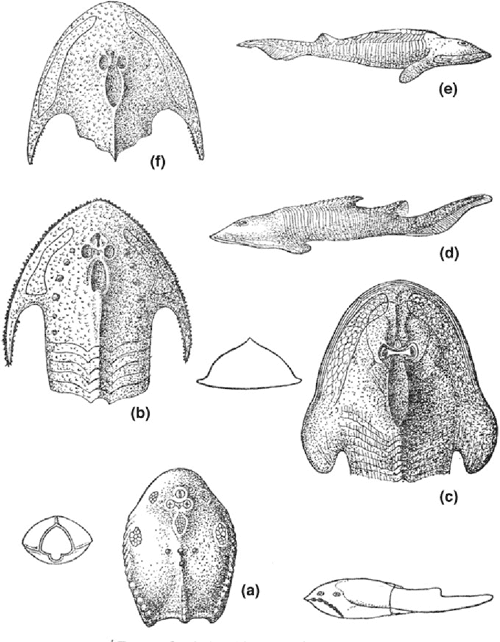 Chapter 2 The First Vertebrates , Jawless Fishes , the Agnathans 2 . 1 ...