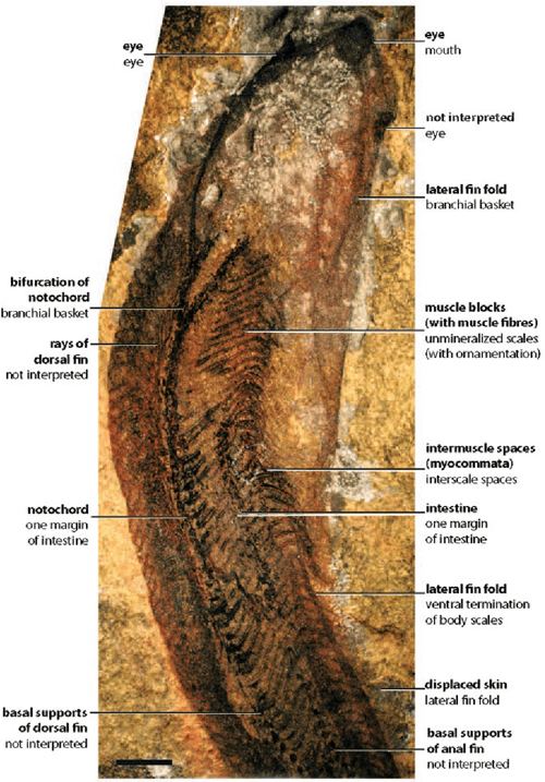 Chapter 2 The First Vertebrates , Jawless Fishes , the Agnathans 2 . 1 ...