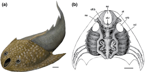 Chapter 2 The First Vertebrates , Jawless Fishes , the Agnathans 2 . 1 ...