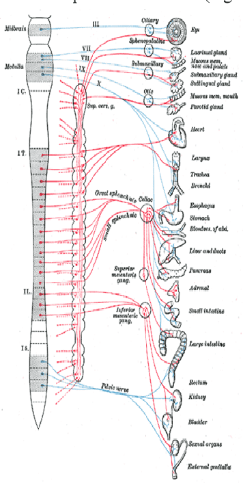 Figure 1 from Clinical anatomy of the splanchnic nerves | Semantic Scholar