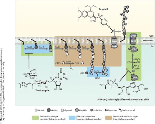 Figure 2 from Wall teichoic acids of gram-positive bacteria. | Semantic ...