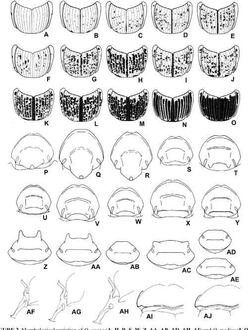 Figure 4 from Onthophagus (Palaeonthophagus) medius (Kugelann, 1792)—a ...