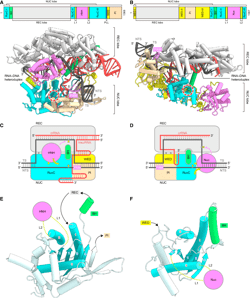 Figure 1 from Crystal Structure of Cpf1 in Complex with Guide RNA and ...