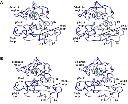 The role of the β5-α11 loop in the active-site dynamics of acylated ...