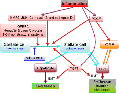 Figure 1 from The tumor microenvironment in hepatocellular carcinoma: current status and ...