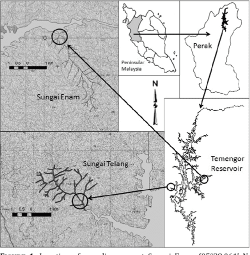 [PDF] Fishes of Sungai Enam and Sungai Telang in Temengor Reservoir ...