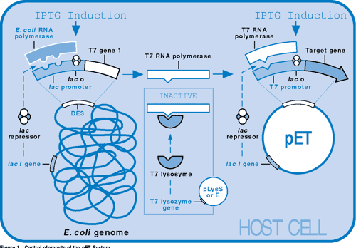 Figure 1 from The pET System : Your Choice for Expression | Semantic ...
