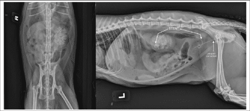 Figure 4 from Emphysematous pyelonephritis in a domestic shorthair cat ...