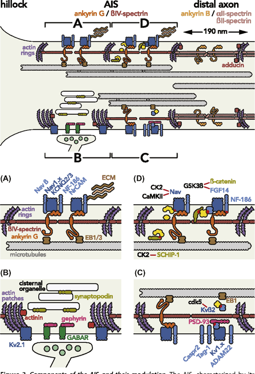 Figure 3 from The Axon Initial Segment, 50Years Later: A Nexus for Neuronal Organization and ...