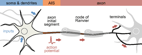 [PDF] The Axon Initial Segment, 50Years Later: A Nexus for Neuronal Organization and Function ...