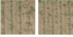 Figure 1 from Weed Detection in Maize Fields by UAV Images Based on Crop Row Preprocessing and ...