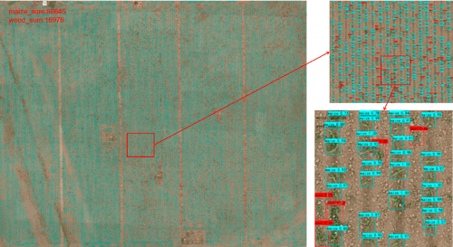 Figure 1 from Weed Detection in Maize Fields by UAV Images Based on Crop Row Preprocessing and ...