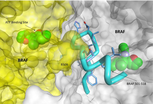 Figure 1 from Design and Synthesis of Type-IV Inhibitors of BRAF Kinase ...