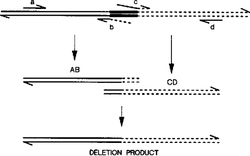 Figure 1 from Site-directed mutagenesis by overlap extension using the ...