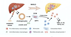 [PDF] The role of SPP1 in MASLD pathogenesis: Therapeutic insights into ...