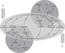 The Marine Nitrogen Cycle: Overview and Challenges | Semantic Scholar
