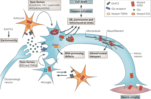 [PDF] Genetics of motor neuron disorders: new insights into pathogenic ...