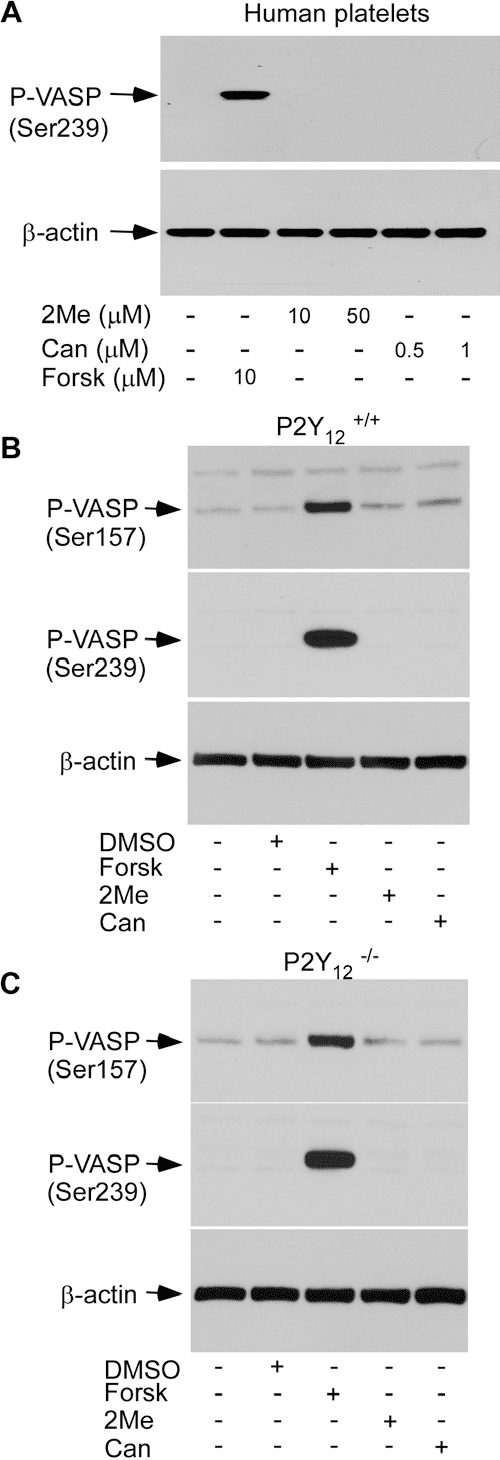 Figure 1 from The P2Y12 Antagonists, 2MeSAMP and Cangrelor, Inhibit ...