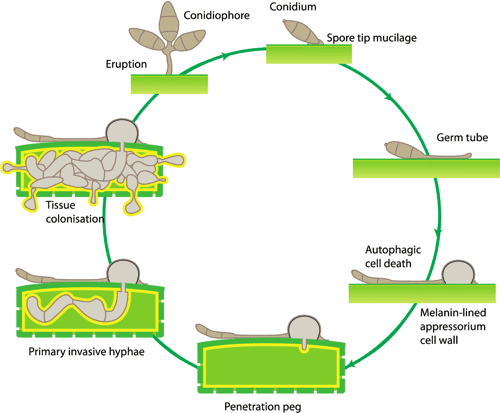 Figure 1.1 from Investigating the role of effector proteins in the rice ...