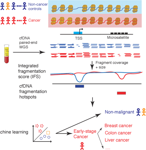 Figure 1 from De novo characterization of cell-free DNA fragmentation ...