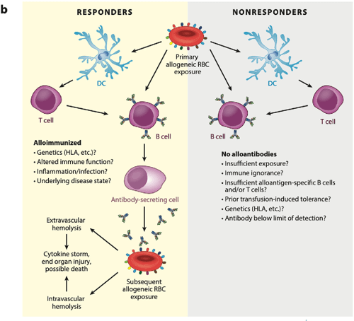 Figure 1 from The Development and Consequences of Red Blood Cell ...