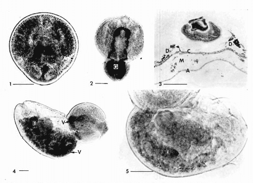[PDF] Growth and Development of the Tetracotyle of Cotylurus ...